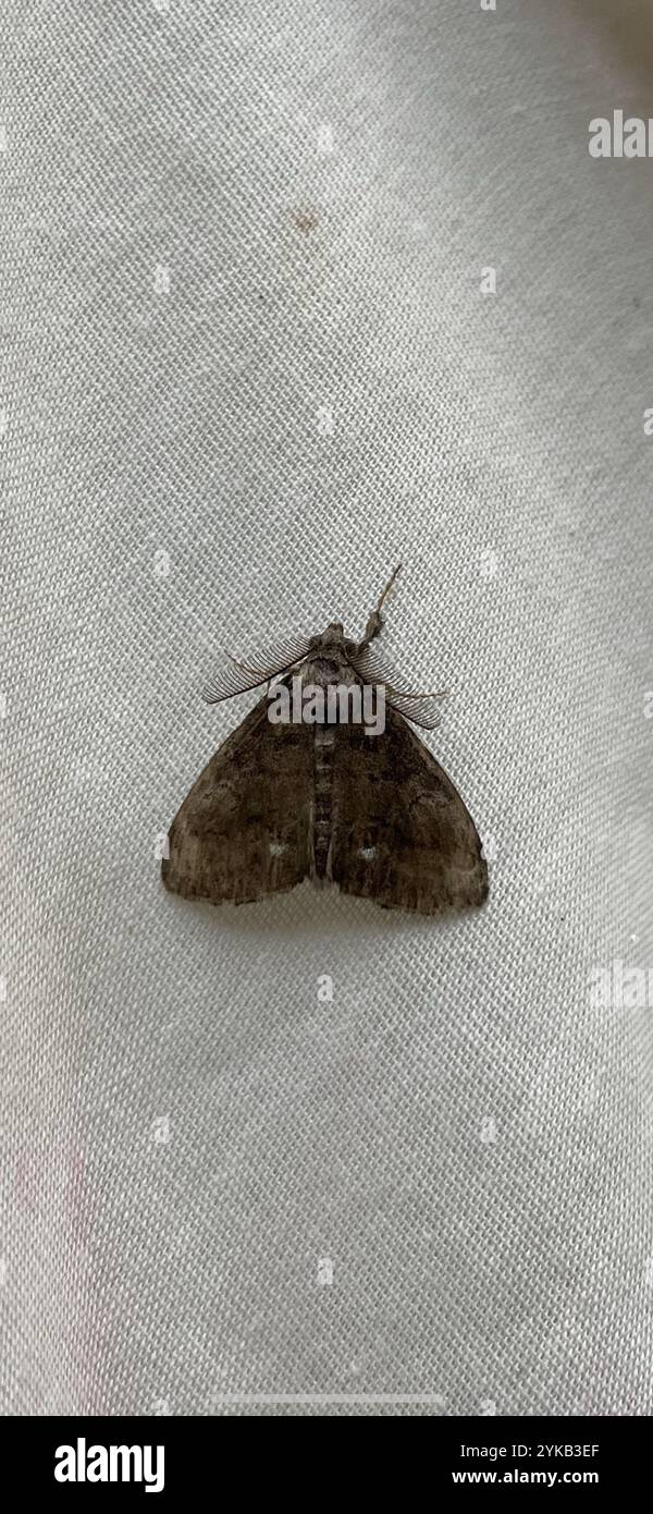 White-marked Tussock Moth (Orgyia leucostigma Stock Photo - Alamy