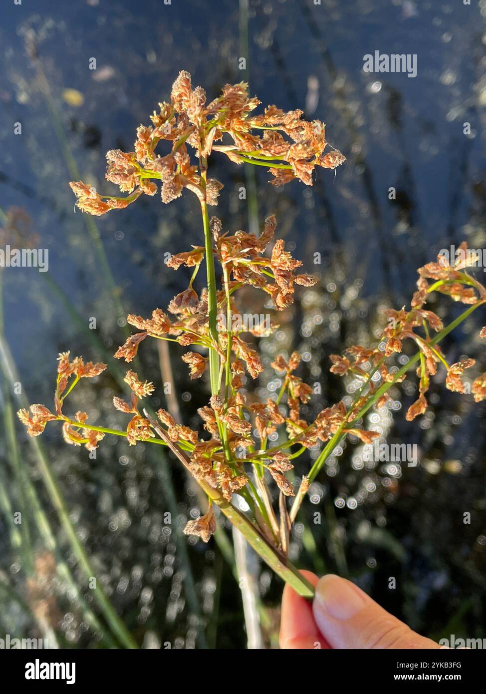 California bulrush (Schoenoplectus californicus Stock Photo - Alamy