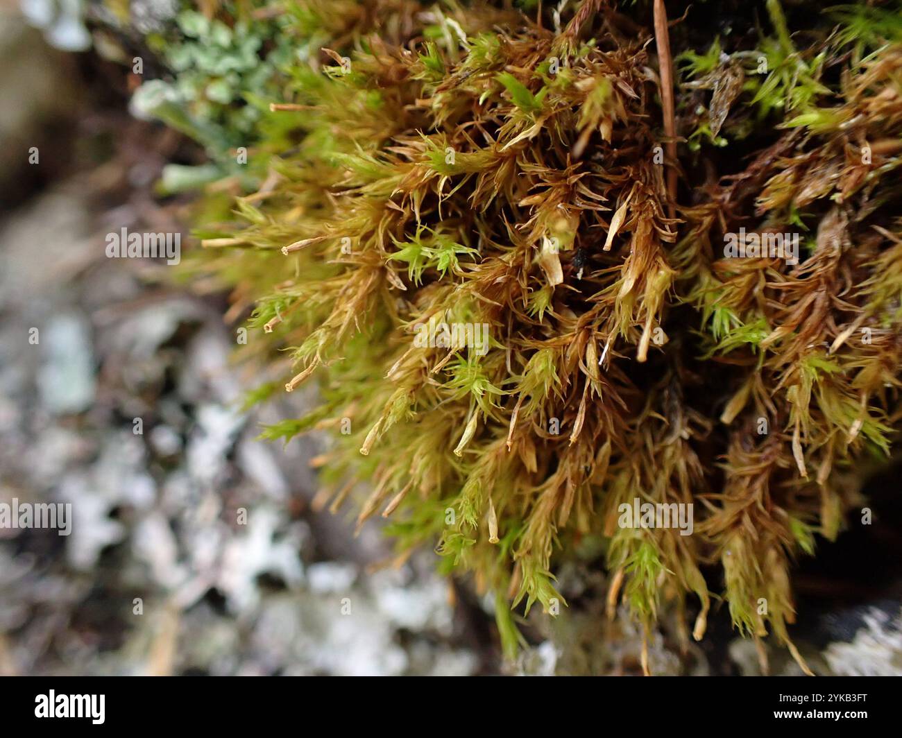 Lewinskya hi-res stock photography and images - Alamy