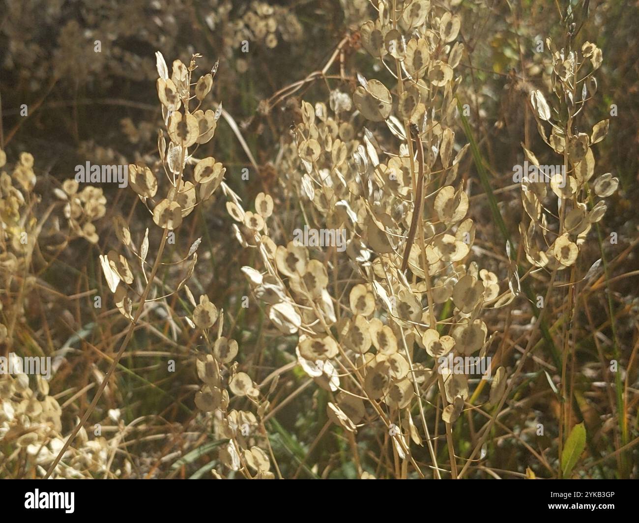 field penny-cress (Thlaspi arvense Stock Photo - Alamy
