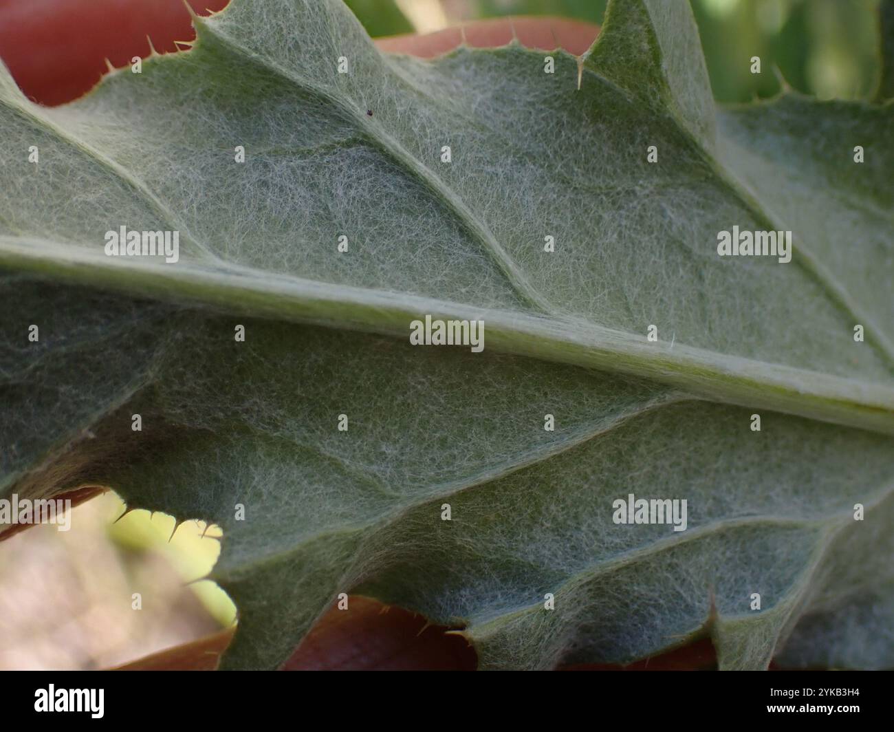 wavyleaf thistle (Cirsium undulatum Stock Photo - Alamy