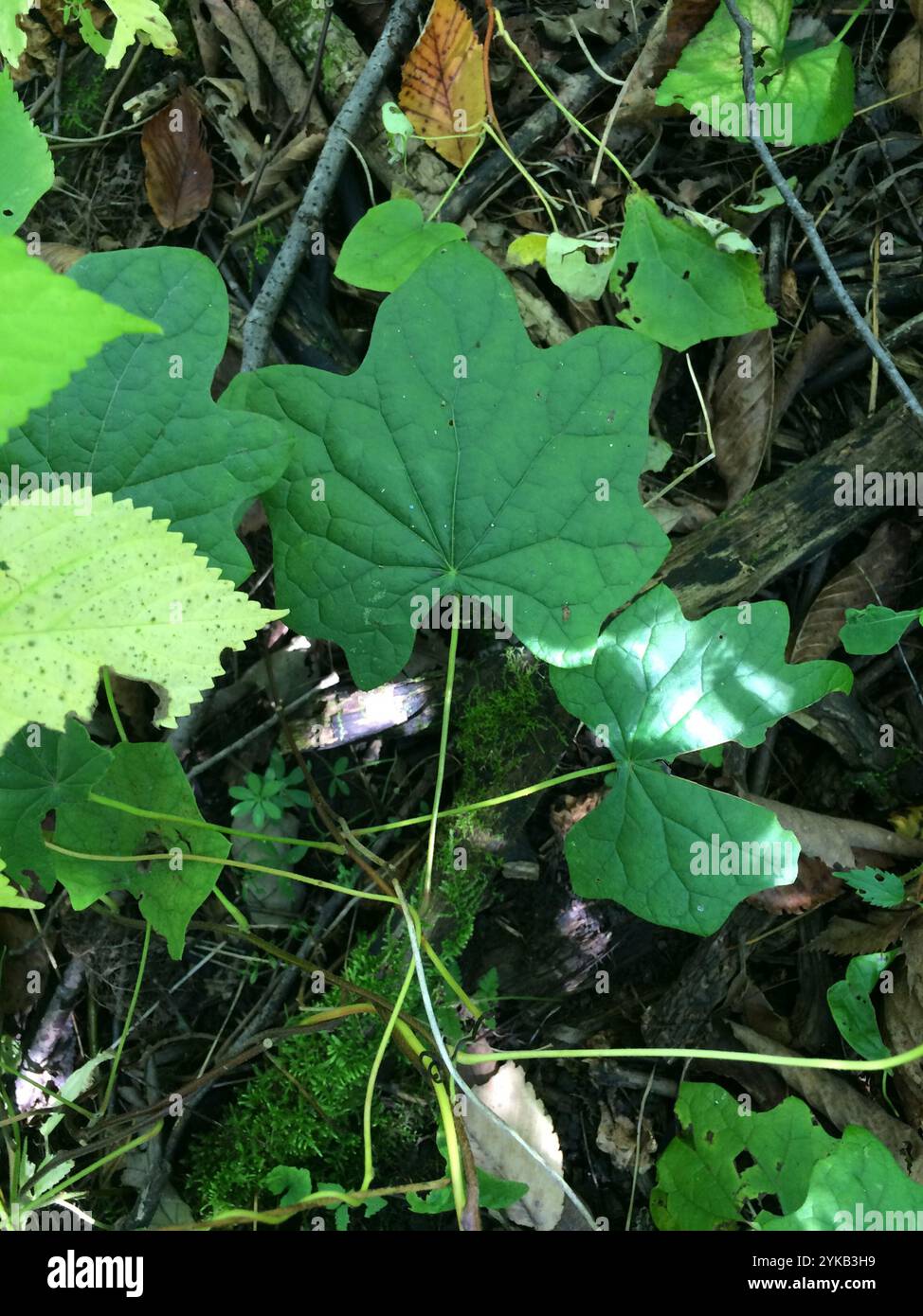 moonseed (Menispermum canadense Stock Photo - Alamy
