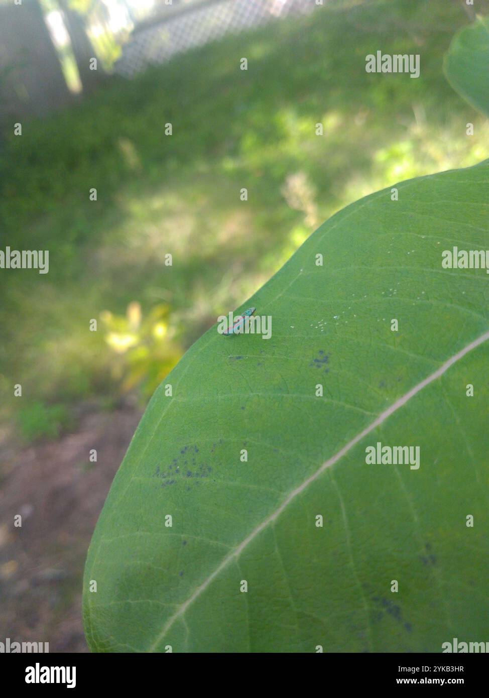 Red-banded Leafhopper (Graphocephala coccinea Stock Photo - Alamy