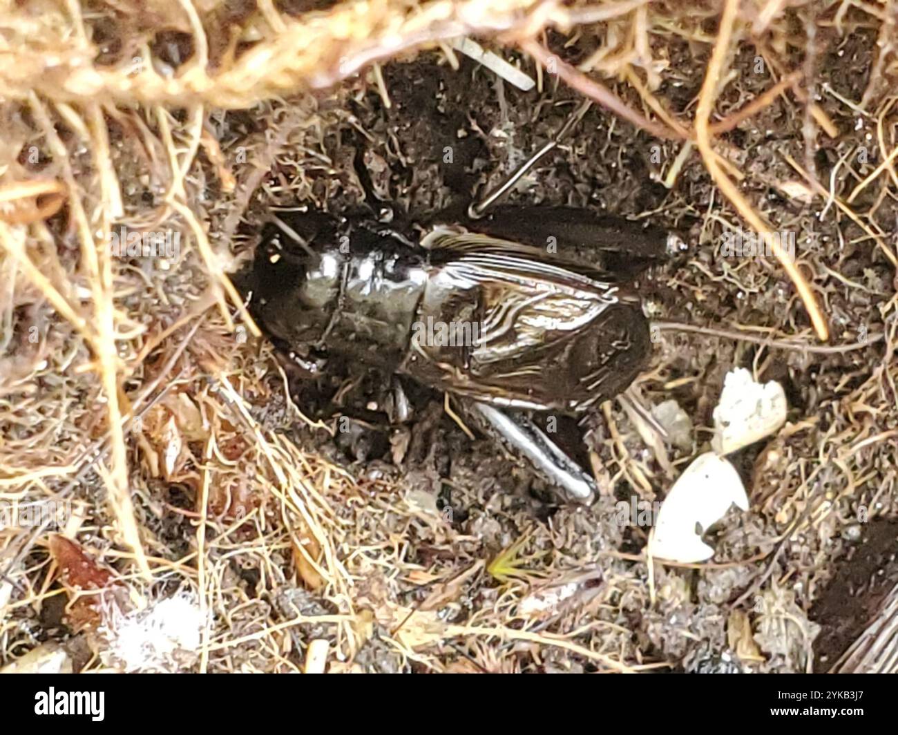 Fall Field Cricket (Gryllus pennsylvanicus Stock Photo - Alamy