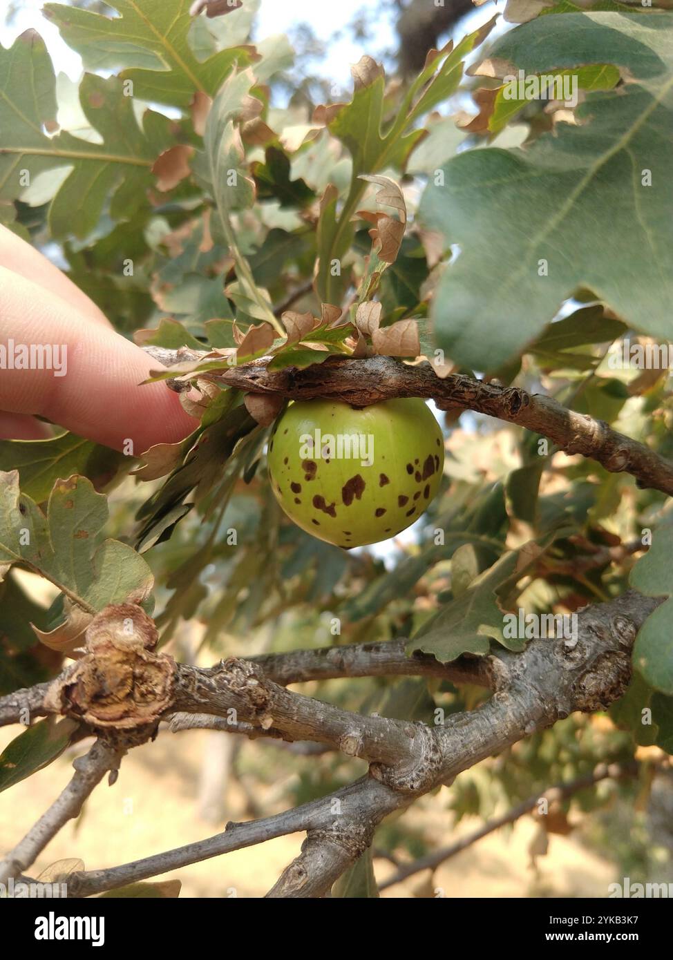 California Gall Wasp (Andricus quercuscalifornicus Stock Photo - Alamy
