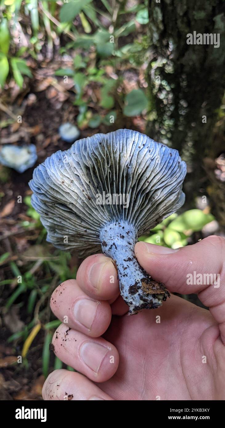 indigo milk cap (Lactarius indigo Stock Photo - Alamy