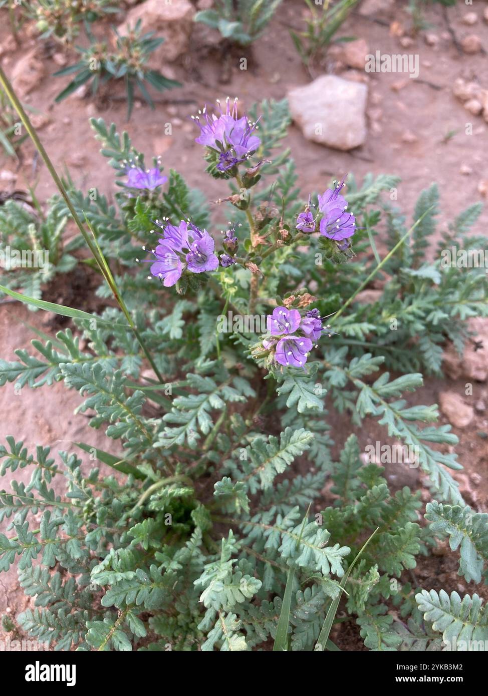 Popei hi-res stock photography and images - Alamy