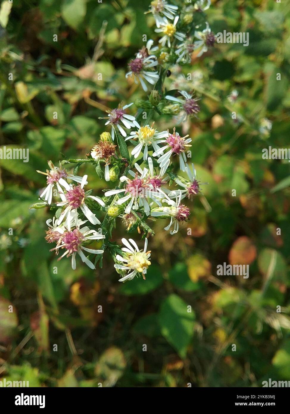 calico aster (Symphyotrichum lateriflorum Stock Photo - Alamy