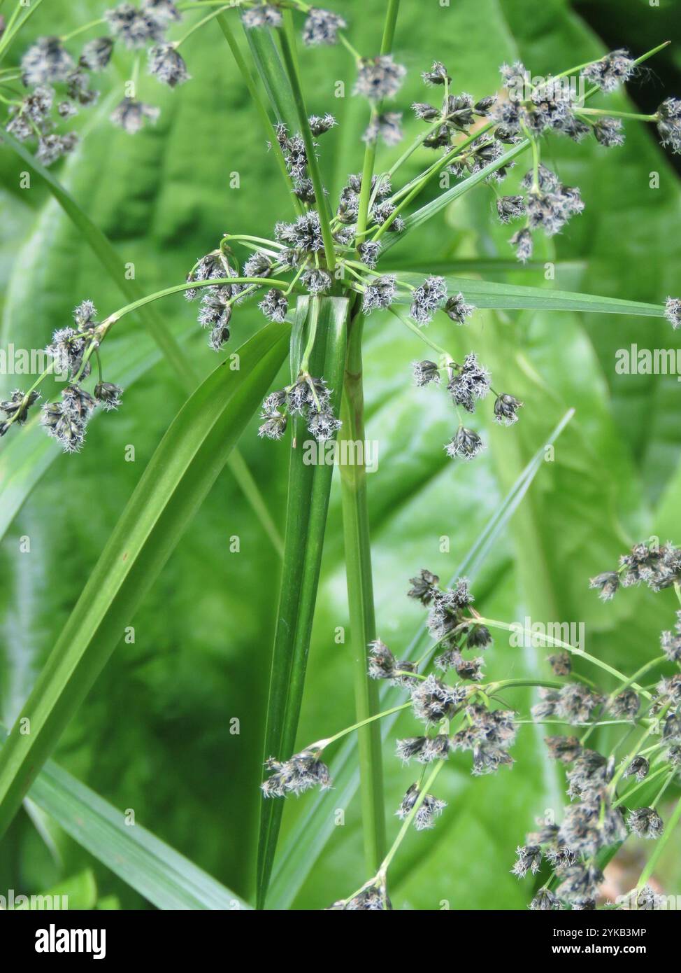 Panicled Bulrush (Scirpus microcarpus Stock Photo - Alamy