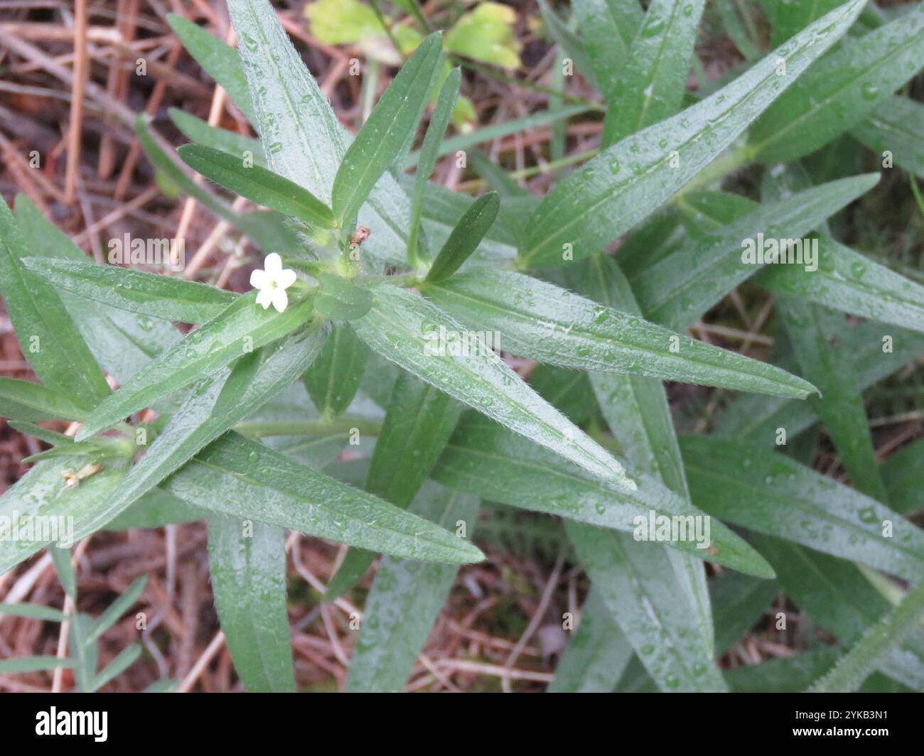 western stoneseed (Lithospermum ruderale Stock Photo - Alamy