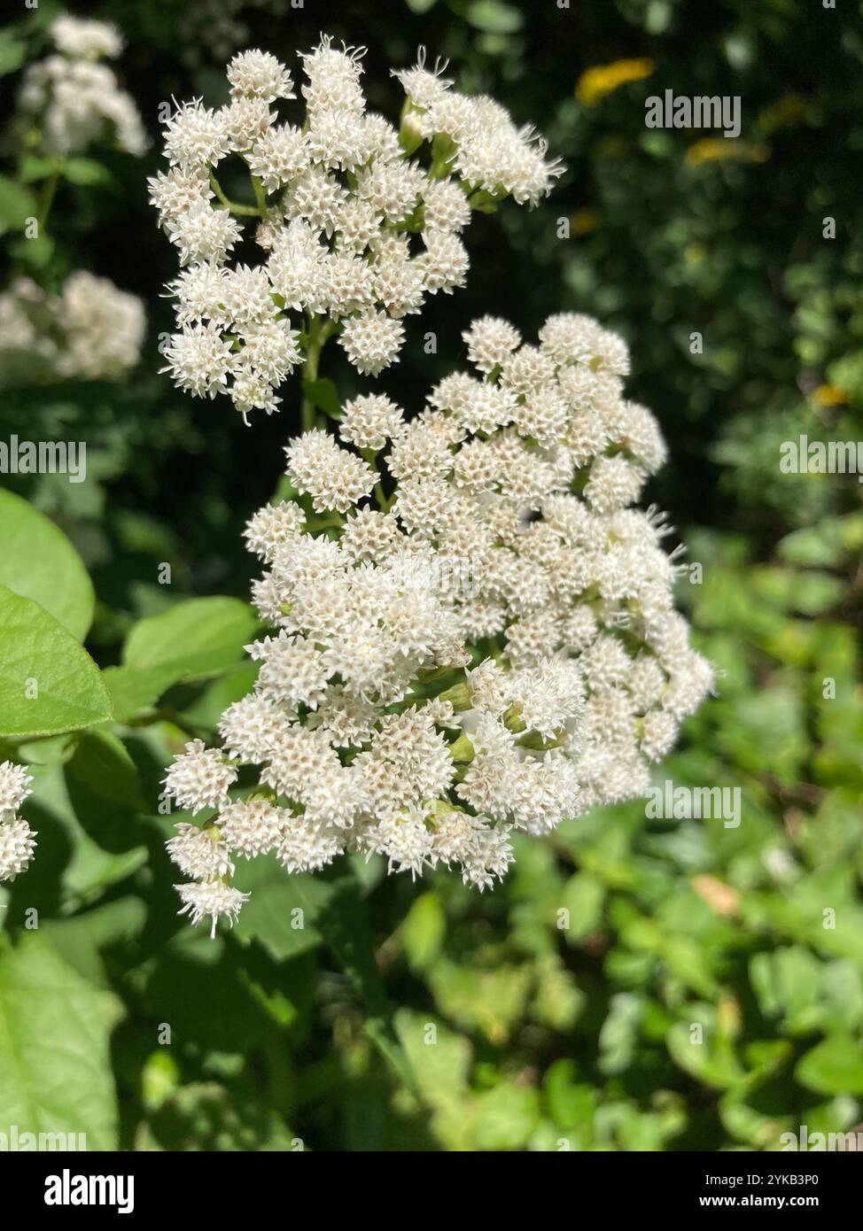 white snakeroot (Ageratina altissima Stock Photo - Alamy