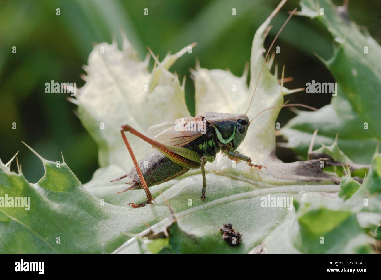 Roesels bush cricket roeseliana hi-res stock photography and images - Alamy