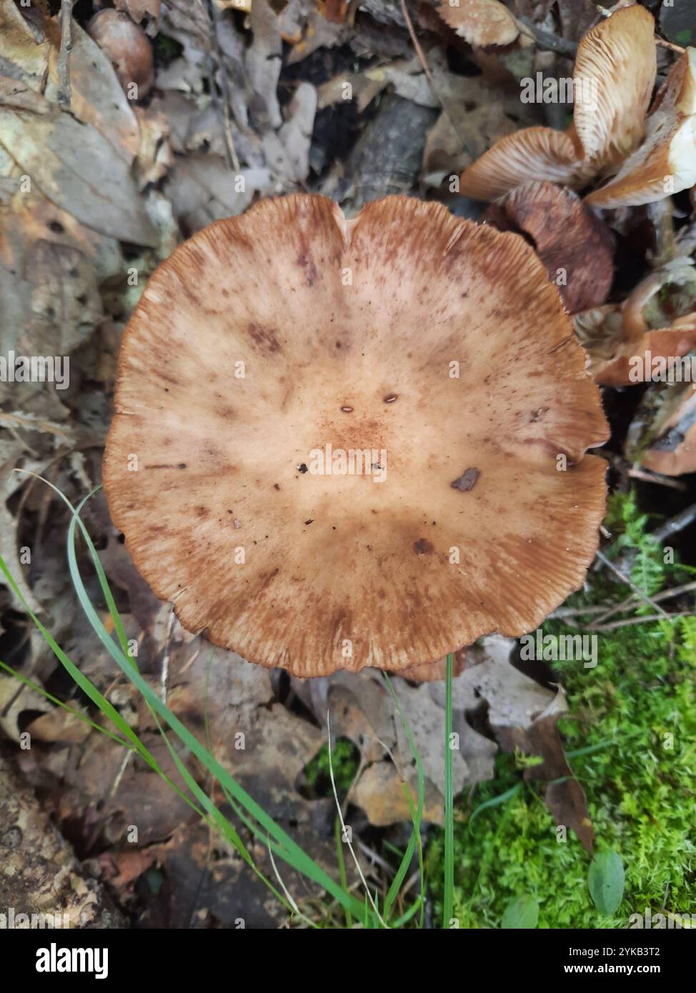 honey mushrooms (Armillaria Stock Photo - Alamy