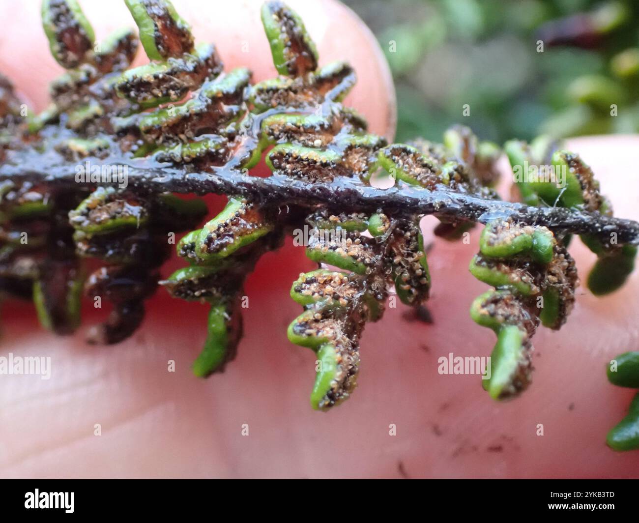 lace lip fern (Myriopteris gracillima Stock Photo - Alamy