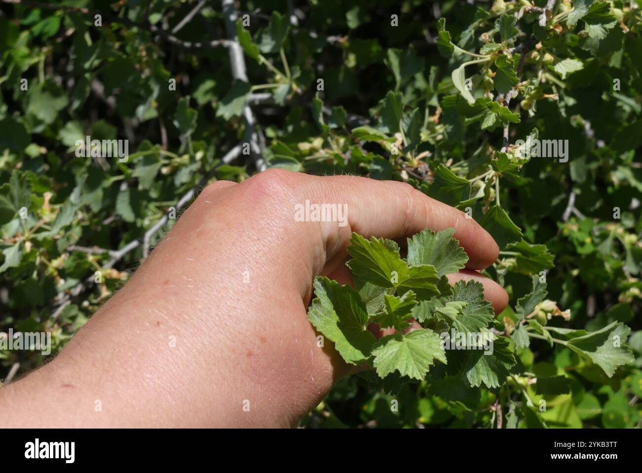 wax currant (Ribes cereum Stock Photo - Alamy