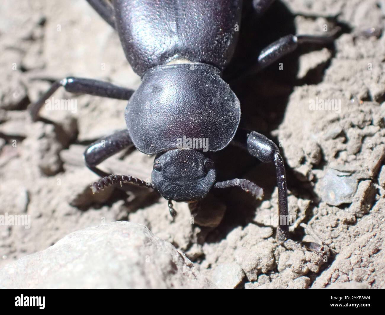 California Broad-necked Darkling Beetle (Coelocnemis dilaticollis Stock ...