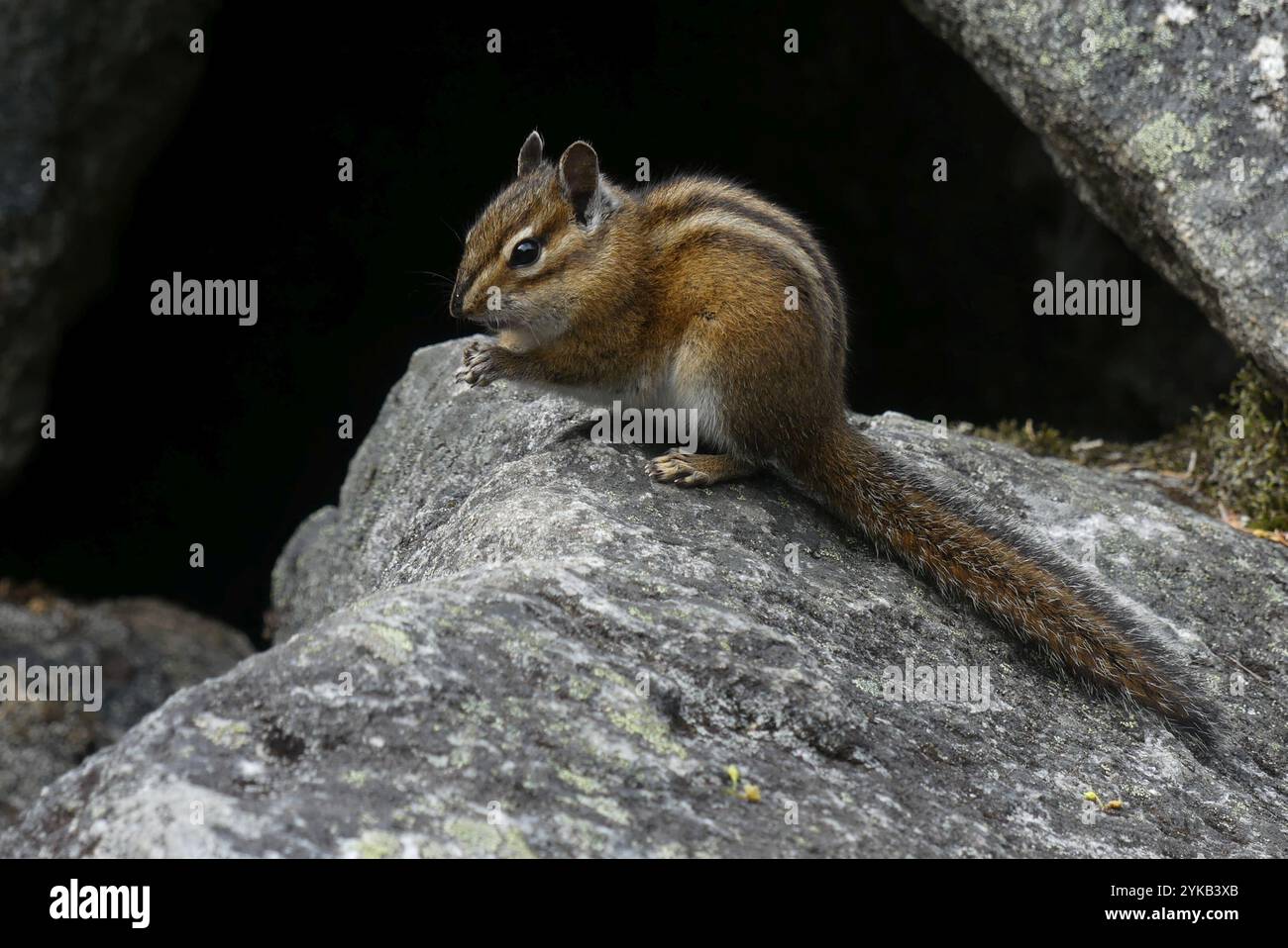 Townsend's Chipmunk (Neotamias townsendii Stock Photo - Alamy