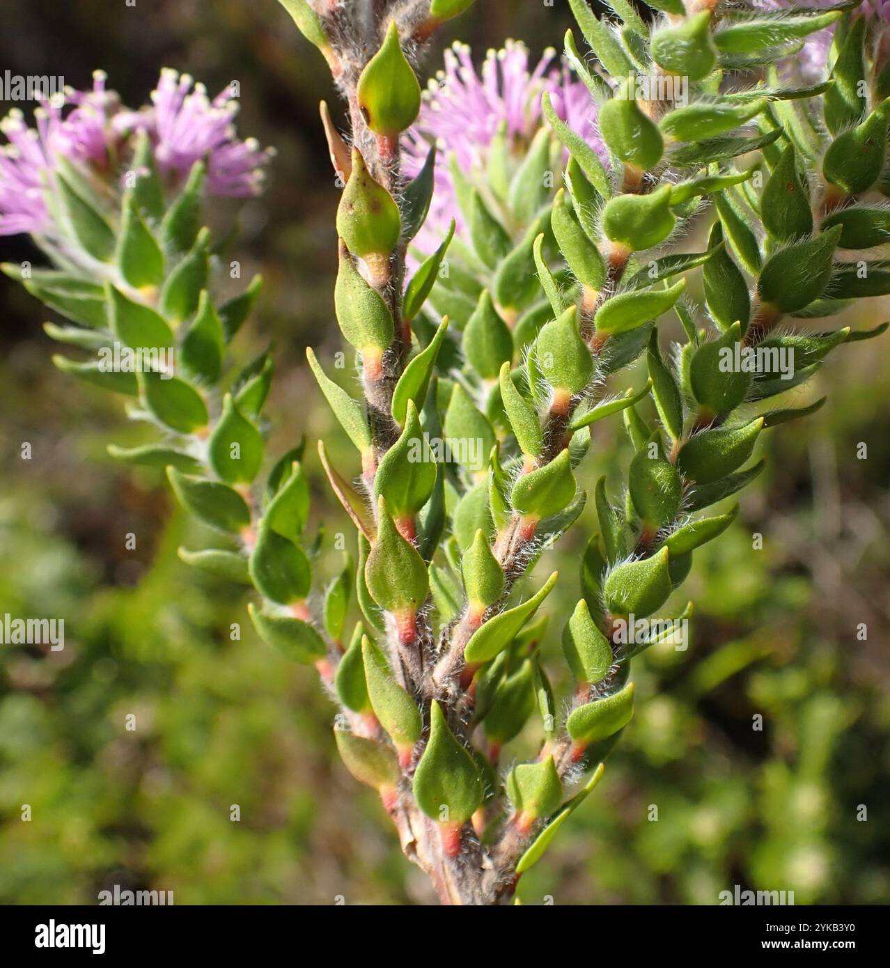 Swamp honey myrtle hi-res stock photography and images - Alamy