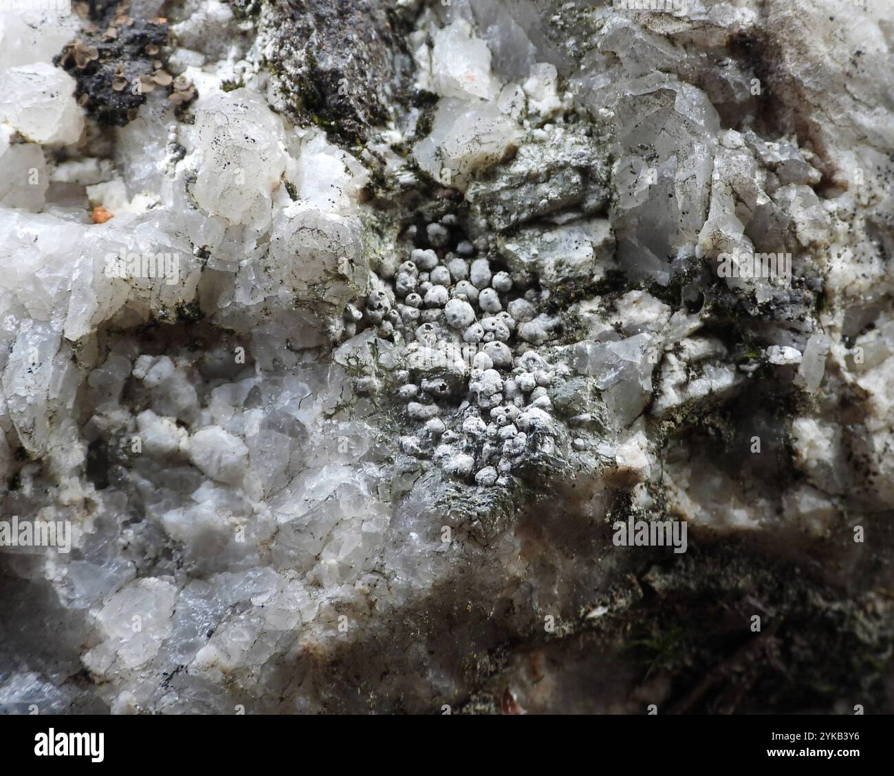 wart lichens, water lichens, and allies (Pertusariales Stock Photo - Alamy