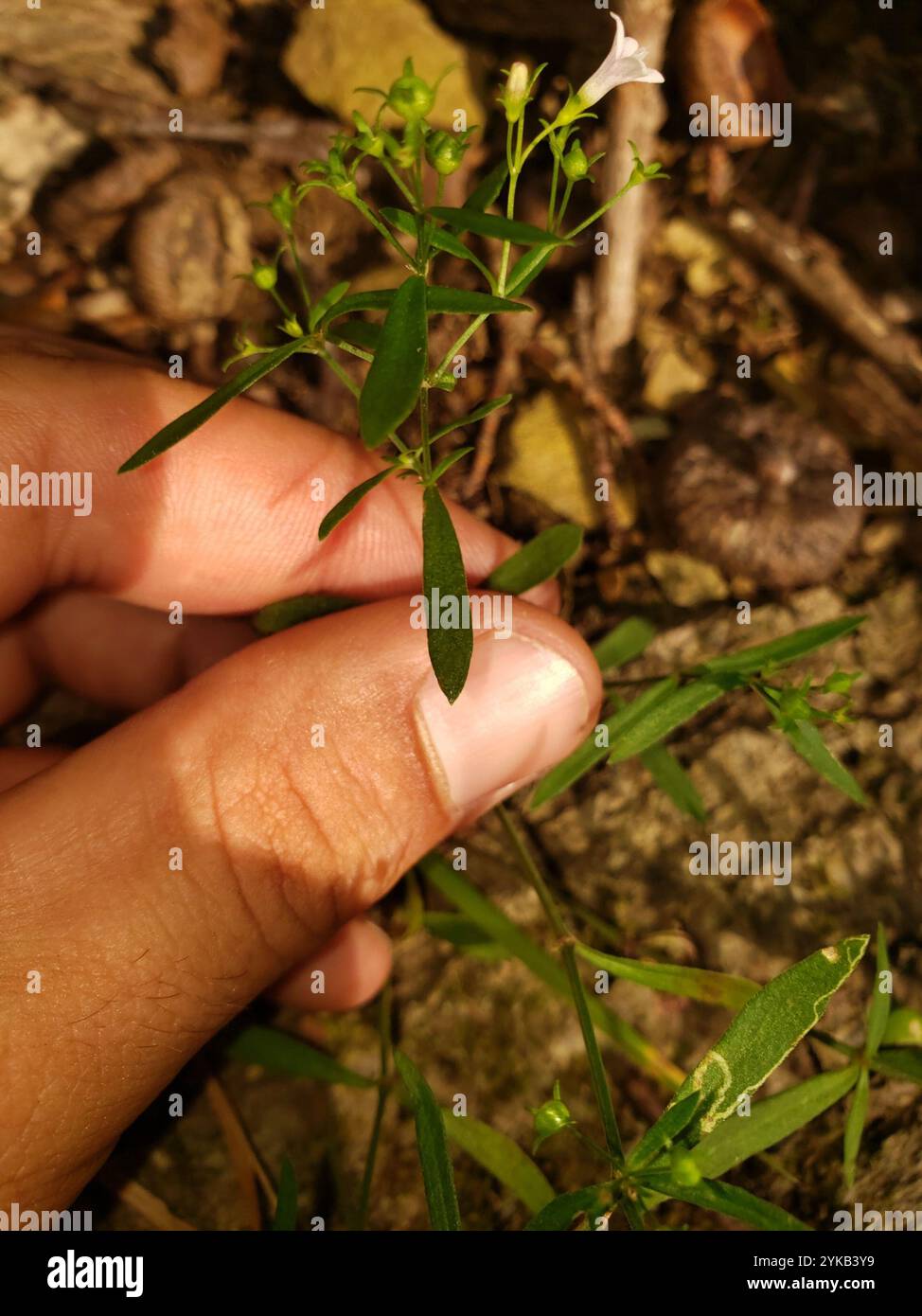 Long leaved houstonia hi-res stock photography and images - Alamy