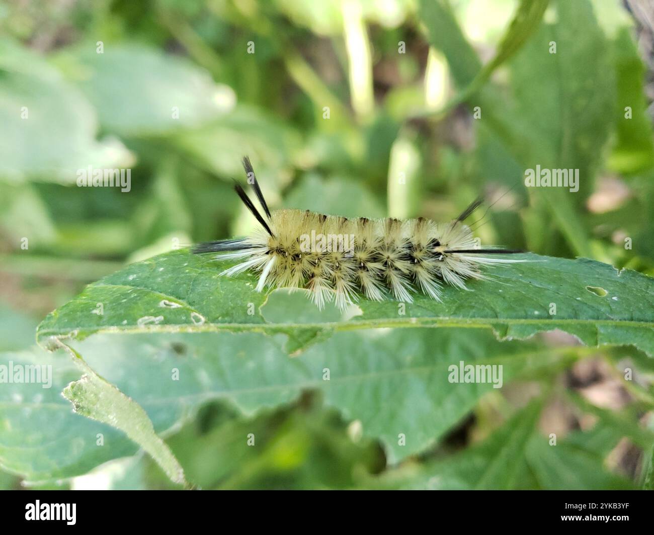 Banded Tussock Moth (Halysidota tessellaris Stock Photo - Alamy