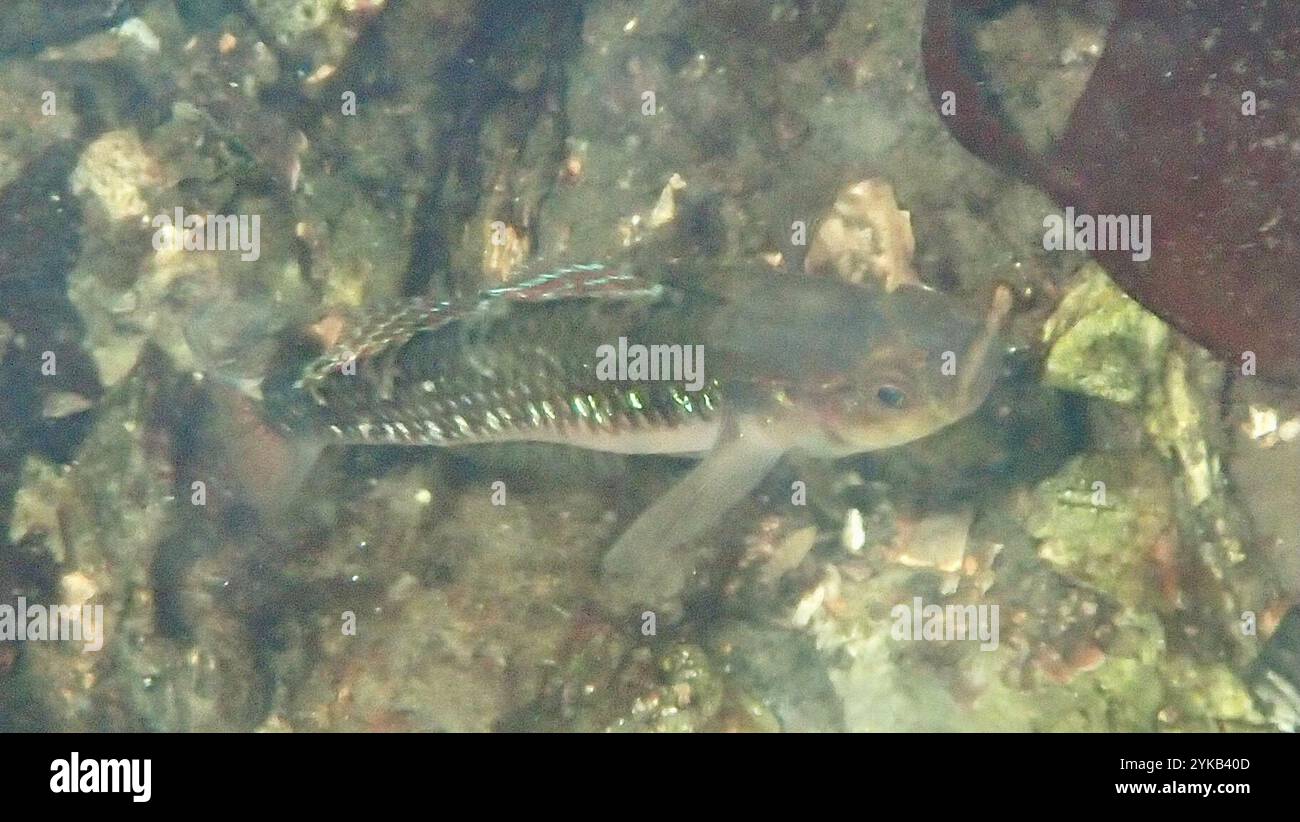 Two-spotted Goby (Pomatoschistus flavescens Stock Photo - Alamy