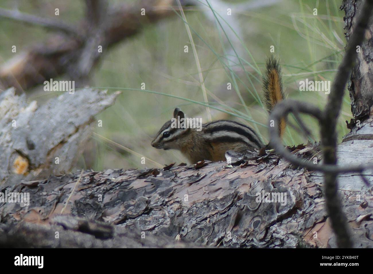 Western Chipmunks (Neotamias Stock Photo - Alamy