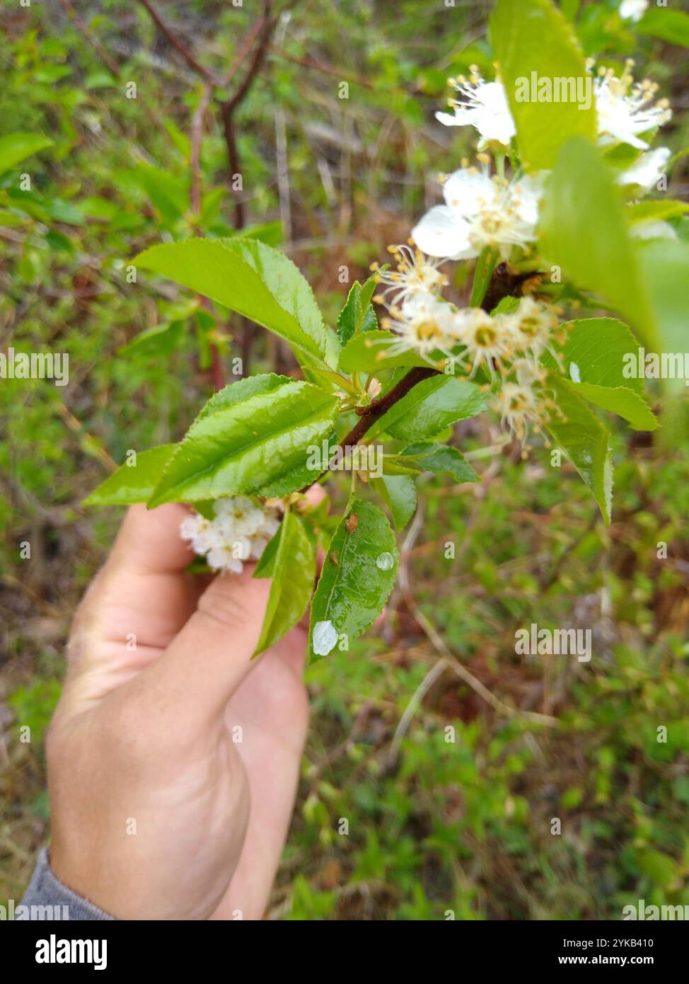 fire cherry (Prunus pensylvanica Stock Photo - Alamy