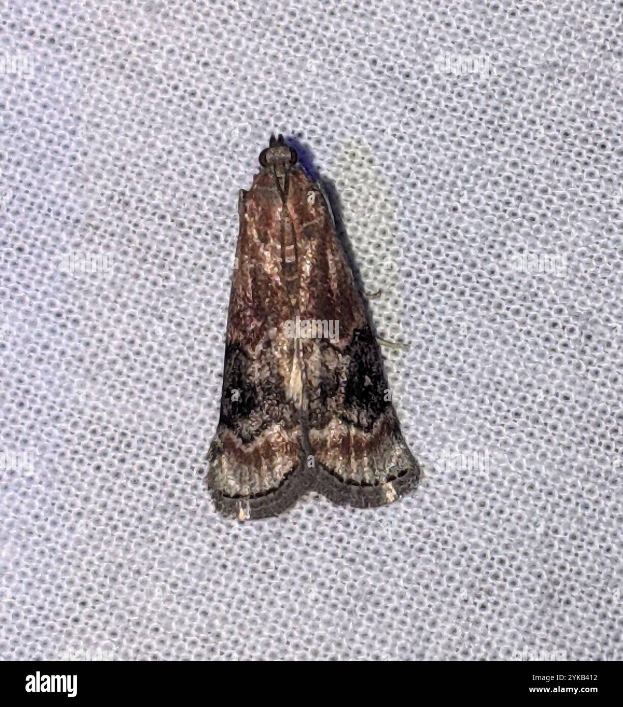American Plum Borer Moth (Euzophera semifuneralis Stock Photo - Alamy