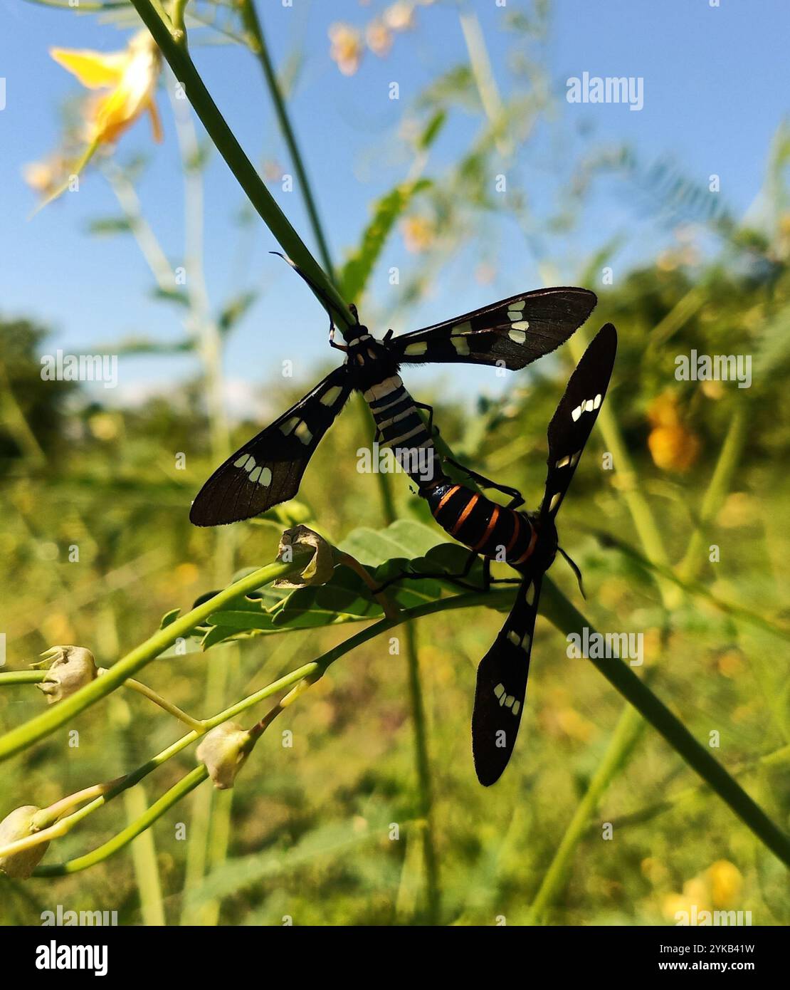 Black-banded Wasp Moth (Syntomeida melanthus Stock Photo - Alamy