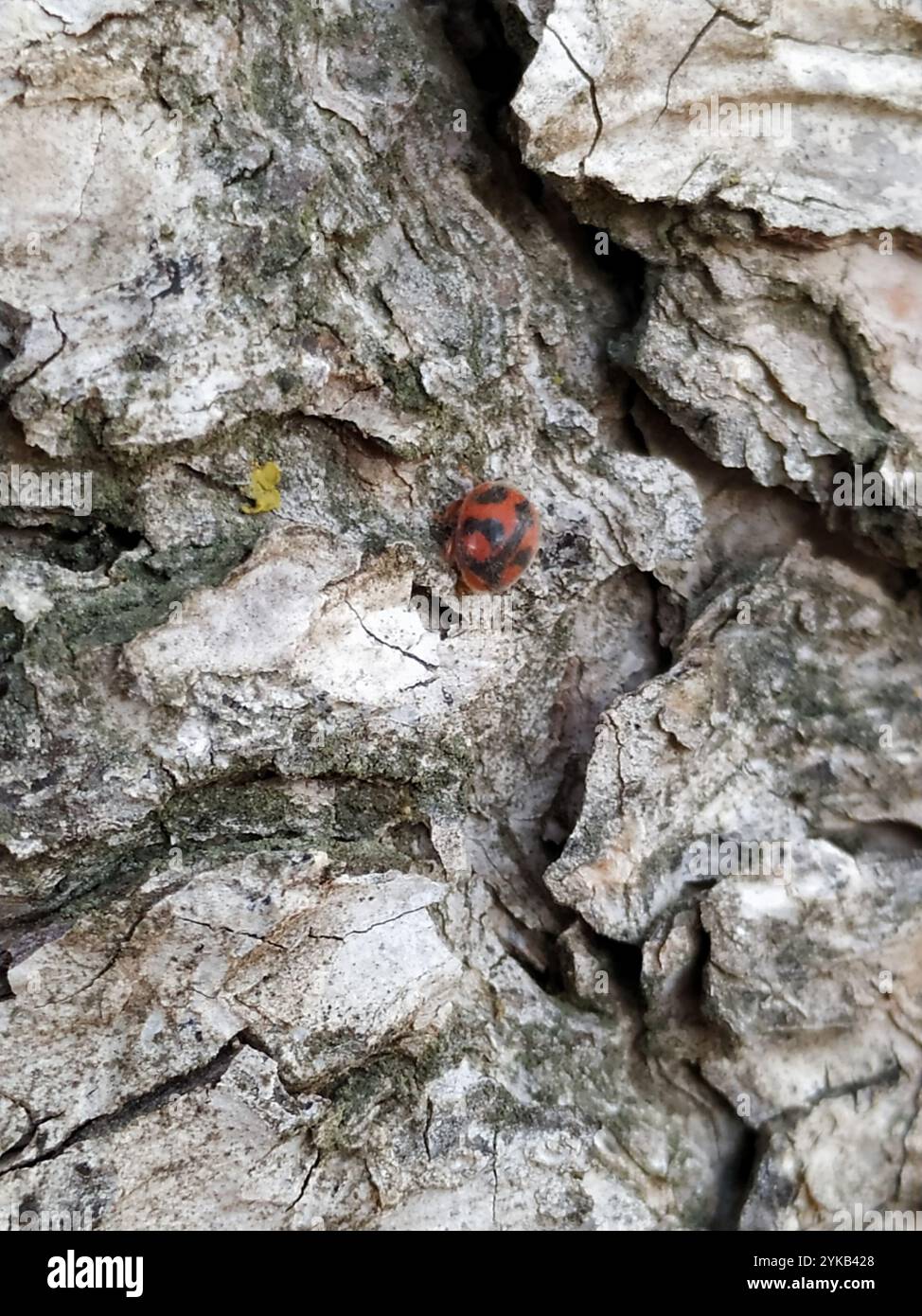 Novius cardinalis hi-res stock photography and images - Alamy