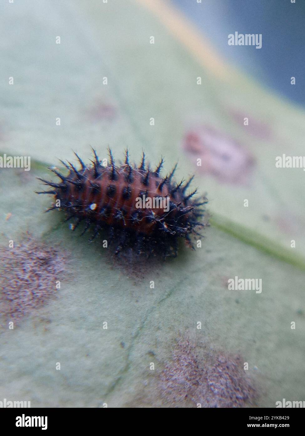 Kidney-spot Ladybird (Chilocorus renipustulatus Stock Photo - Alamy