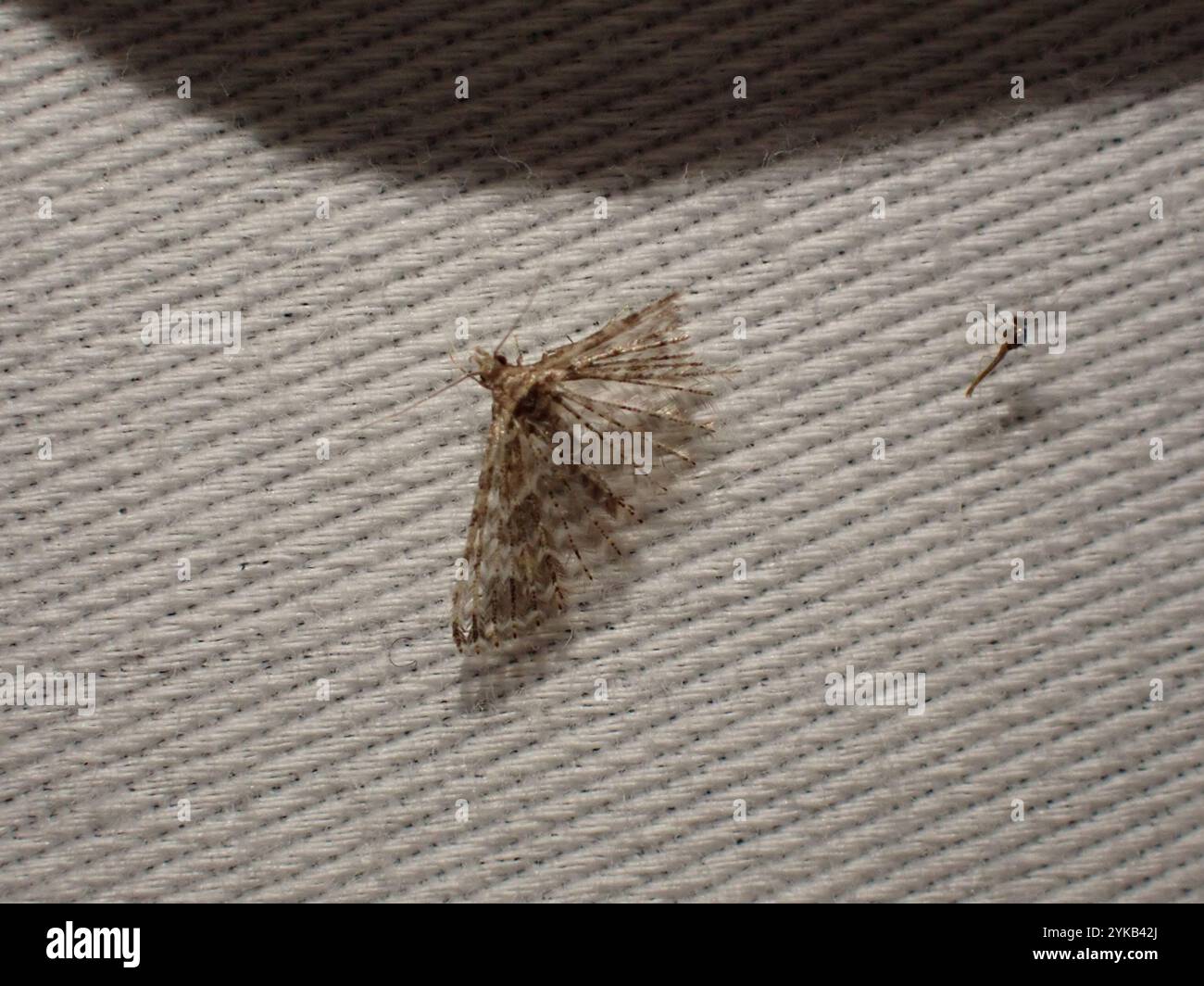 Montana Six-plume Moth (Alucita montana Stock Photo - Alamy