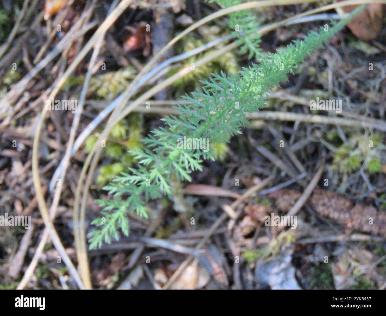 common yarrow (Achillea millefolium Stock Photo - Alamy