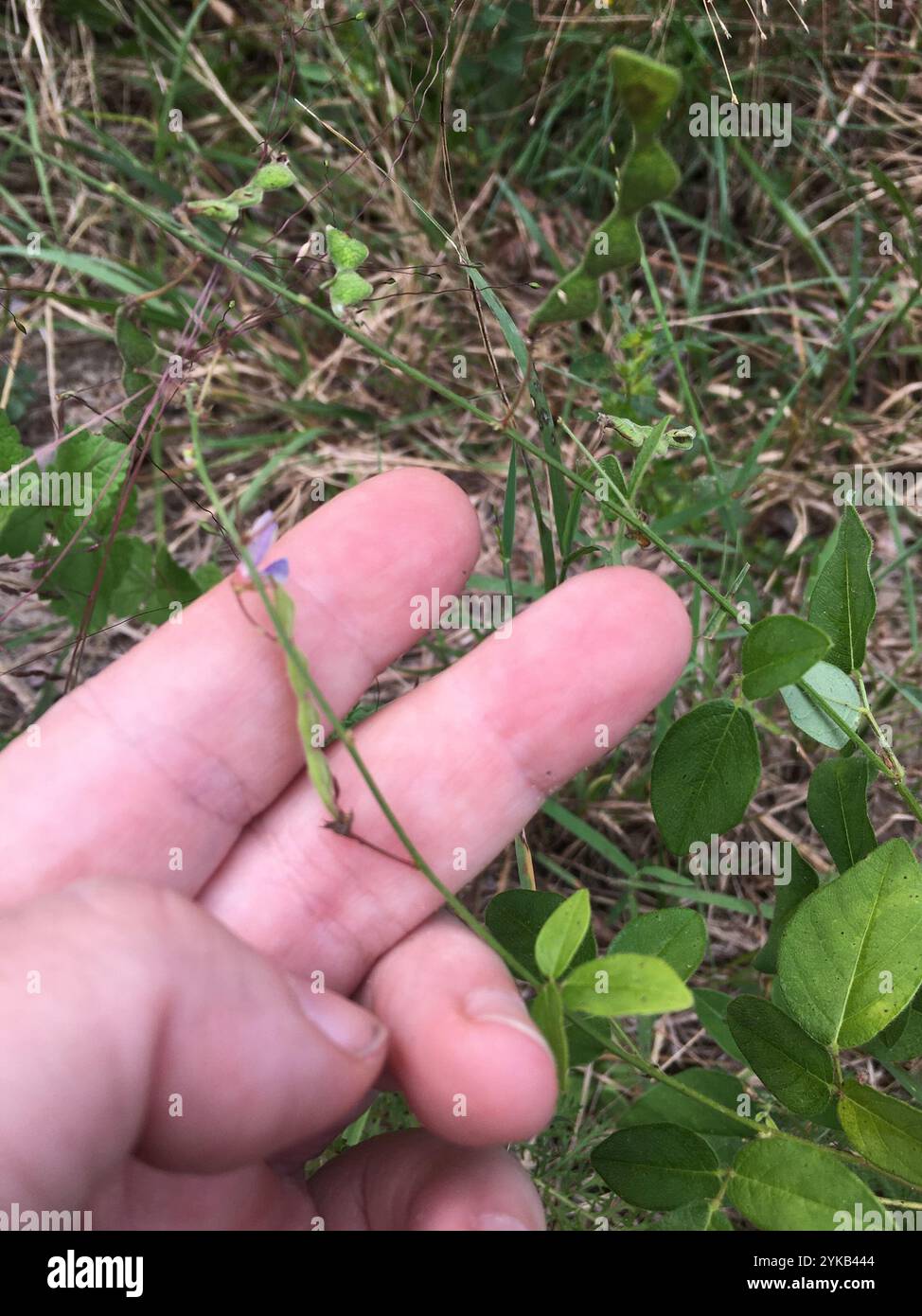 perplexed tick-trefoil (Desmodium perplexum Stock Photo - Alamy