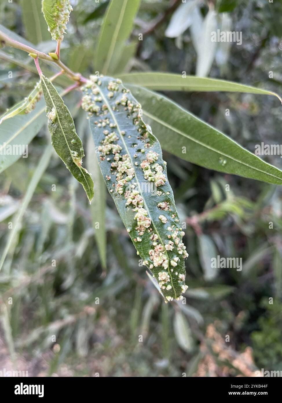 Willow Bead Gall Mite (Aculus tetanothrix Stock Photo - Alamy