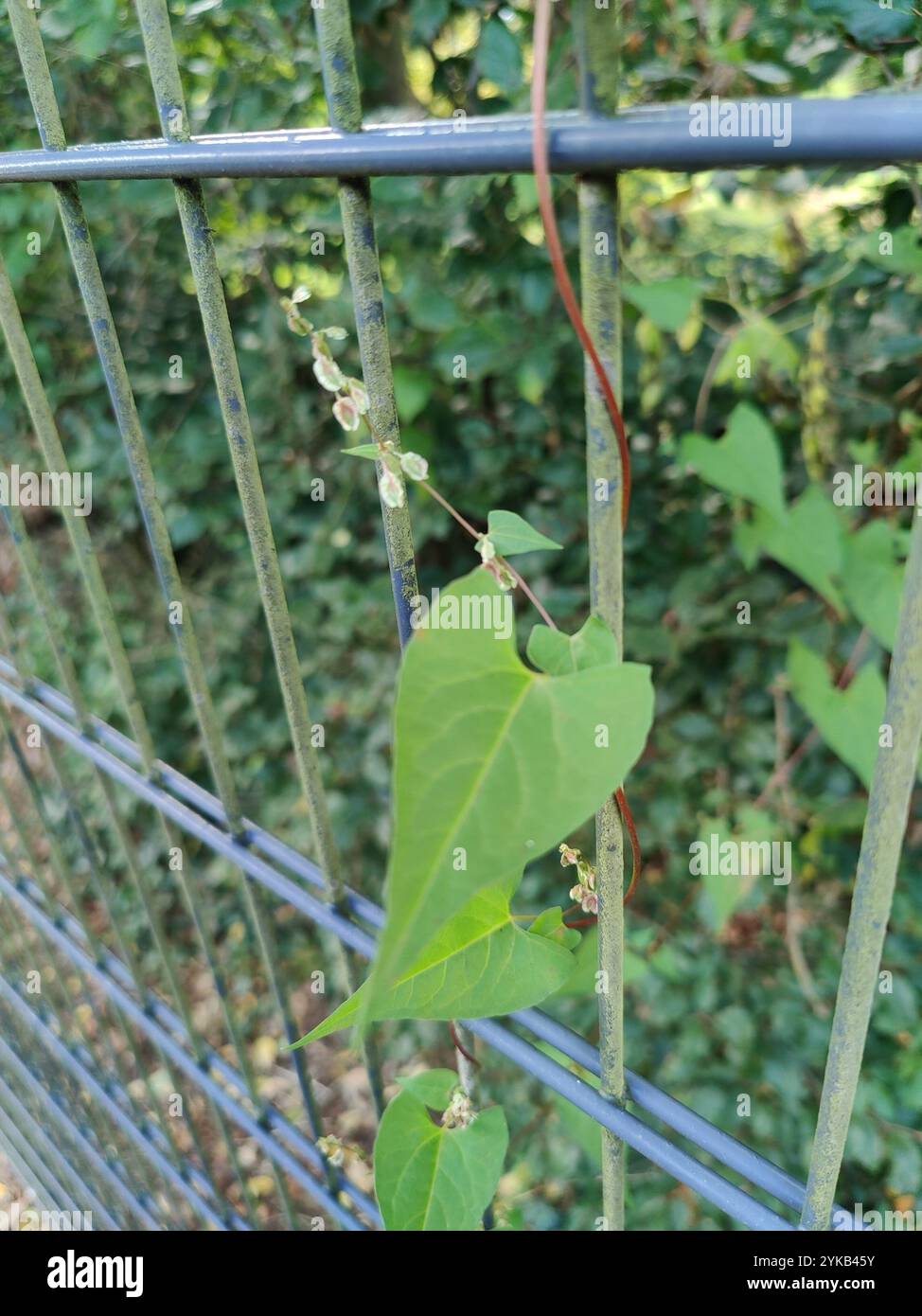 Fallopia dumetorum hi-res stock photography and images - Alamy