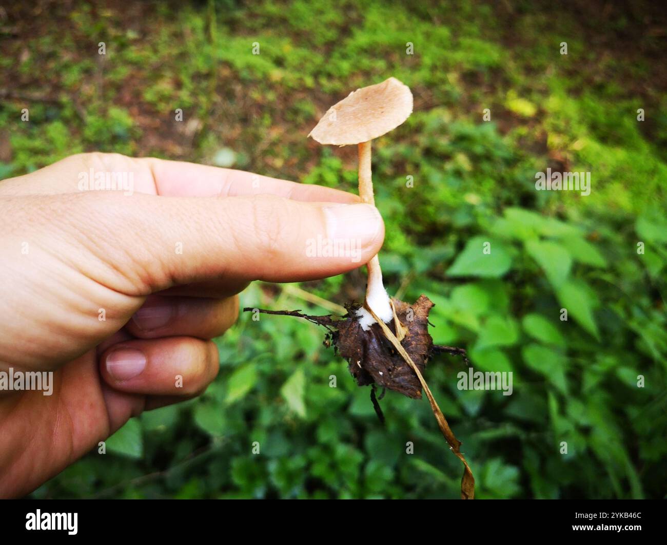 Orange Faint Foot Mushroom (Heimiomyces tenuipes Stock Photo - Alamy