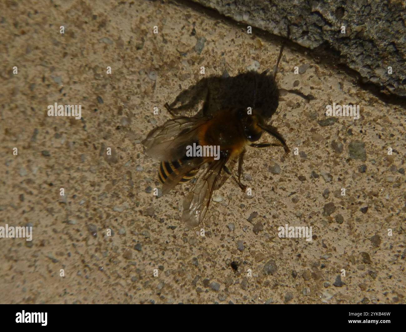 Ivy cellophane bee hi-res stock photography and images - Alamy