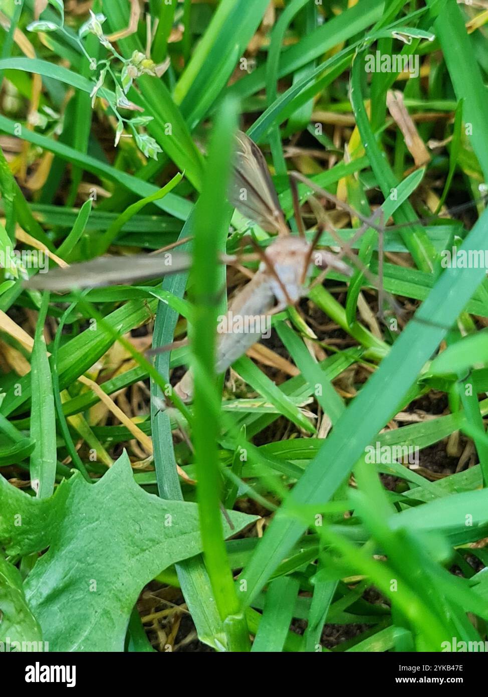 European Crane Fly (Tipula paludosa Stock Photo - Alamy