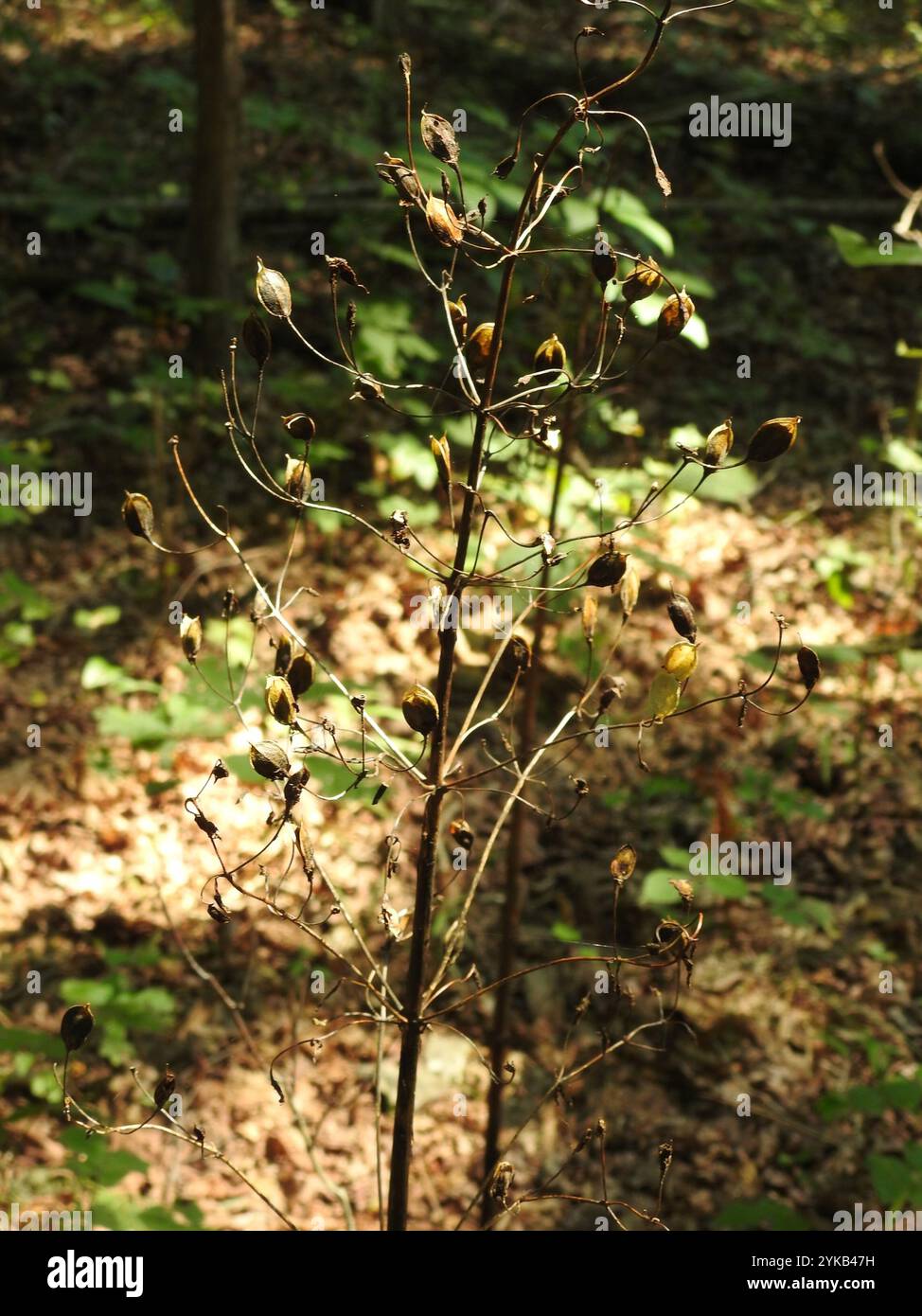 American columbo (Frasera caroliniensis Stock Photo - Alamy