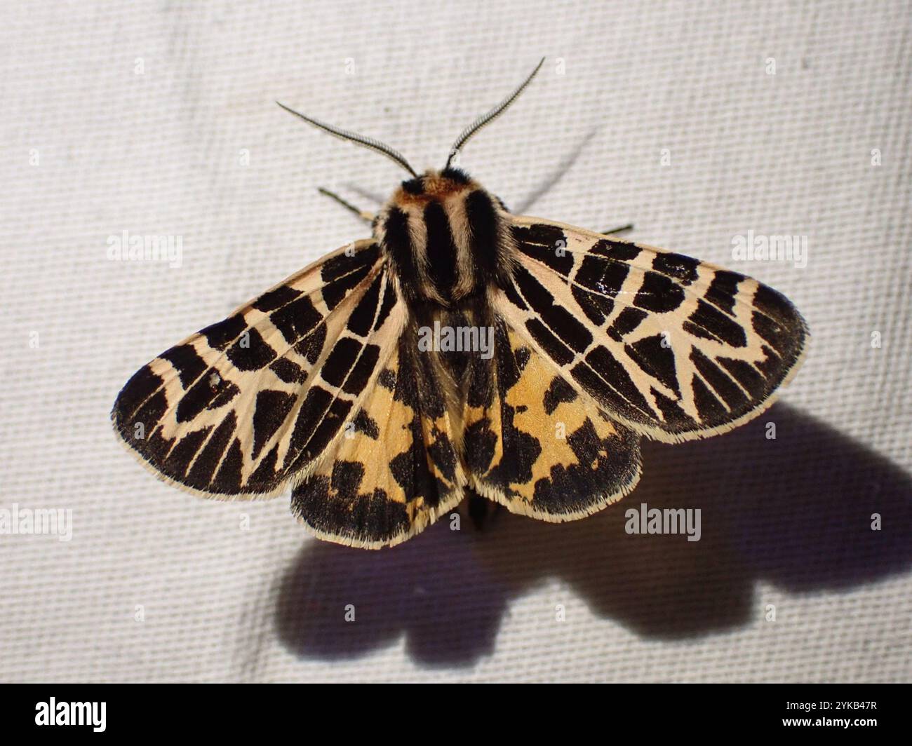 Ornate Tiger Moth (Apantesis ornata Stock Photo - Alamy