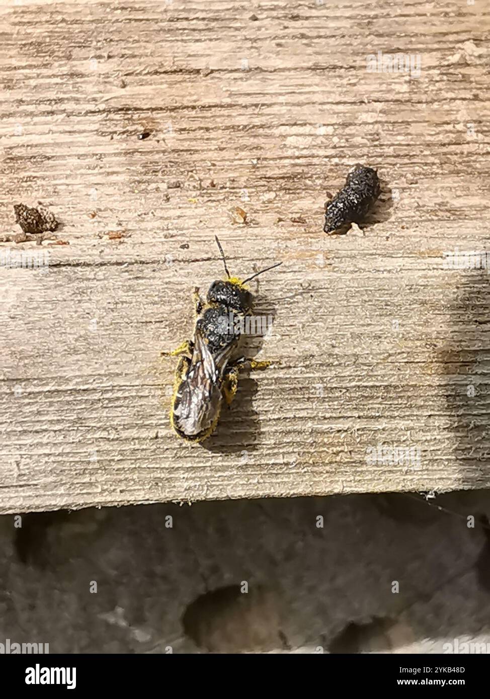 Armored-Resin bees (Heriades Stock Photo - Alamy