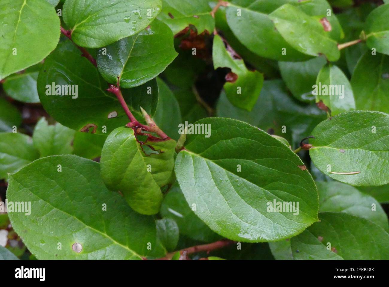salal (Gaultheria shallon Stock Photo - Alamy
