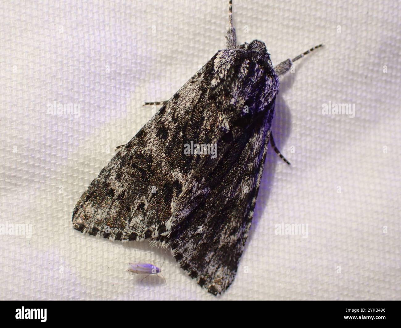 Pacific Dagger (Acronicta perdita Stock Photo - Alamy