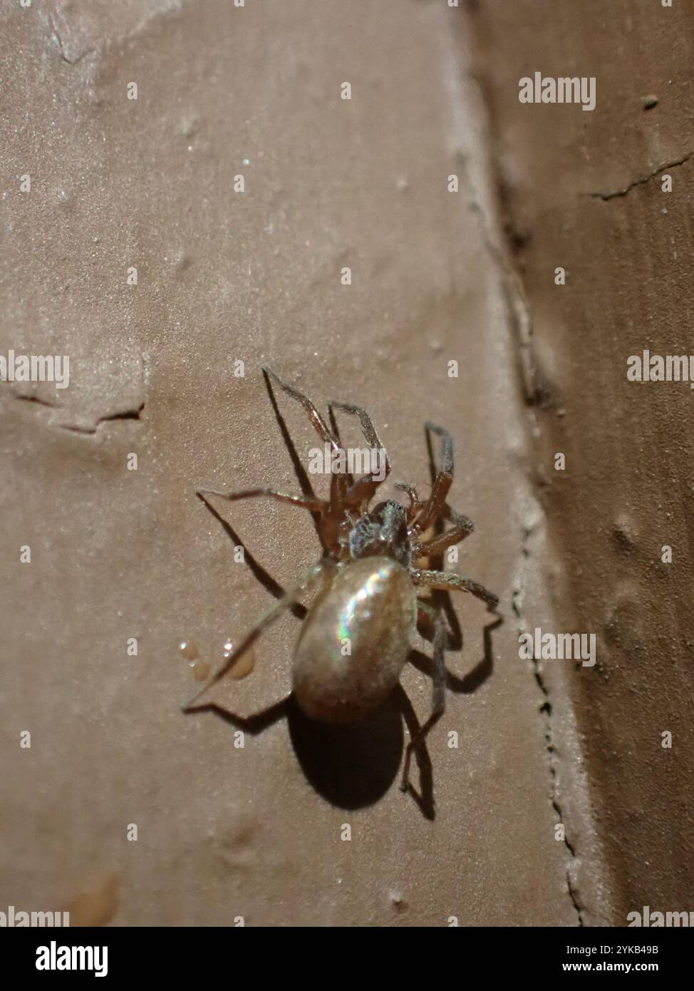 Typical Spiders (Araneomorphae Stock Photo - Alamy