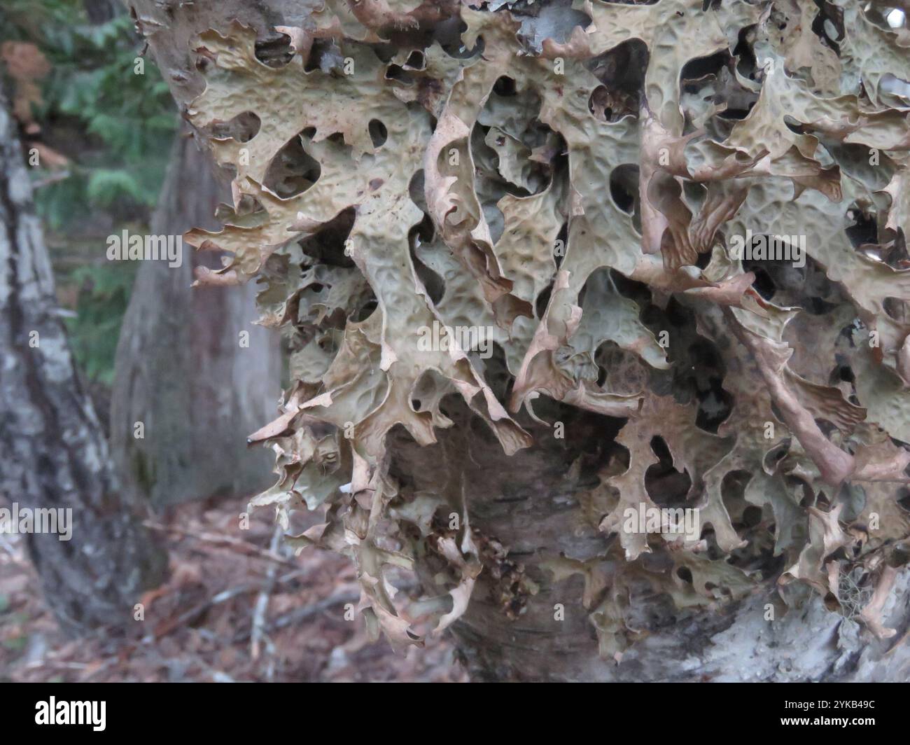 Tree Lungwort (Lobaria pulmonaria Stock Photo - Alamy