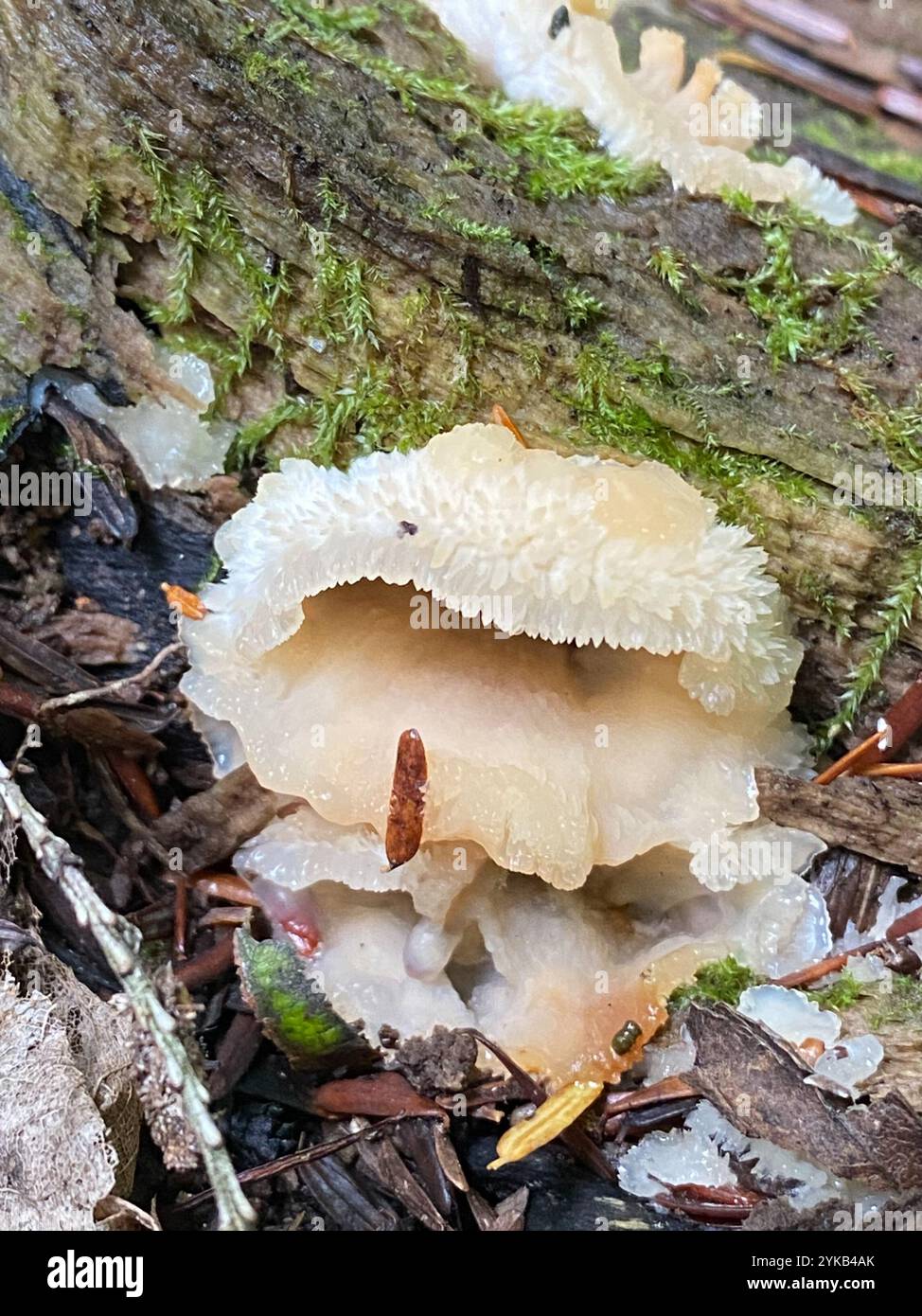 Trembling Crust (Merulius tremellosus Stock Photo - Alamy