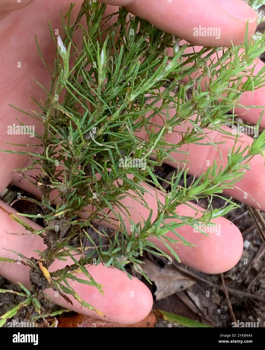 Oldman’s Cap (Polycarpaea corymbosa Stock Photo - Alamy
