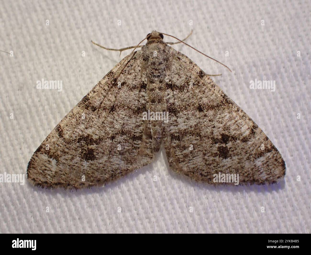 Pale-marked Angle (Macaria signaria Stock Photo - Alamy